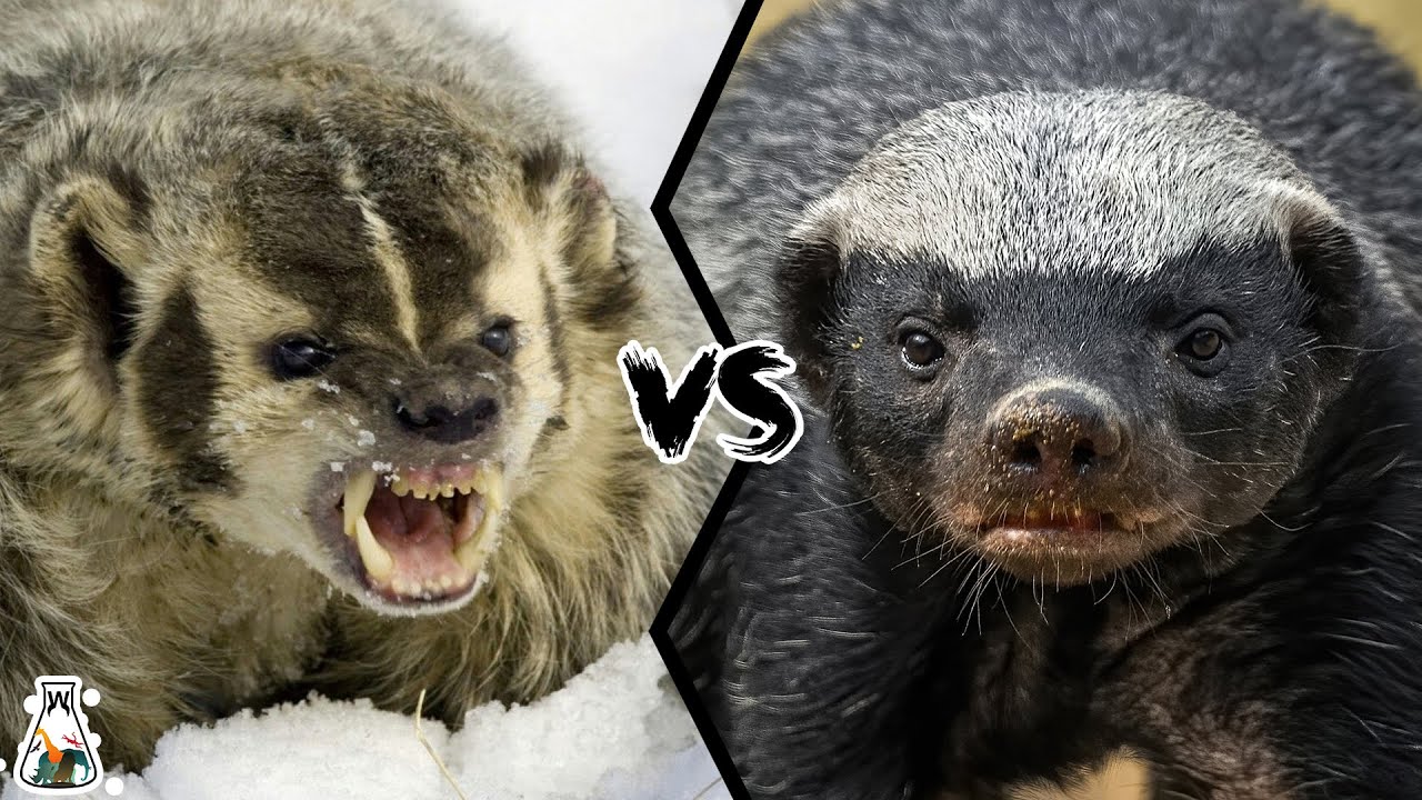 Difference Between Badger And Honey Badger