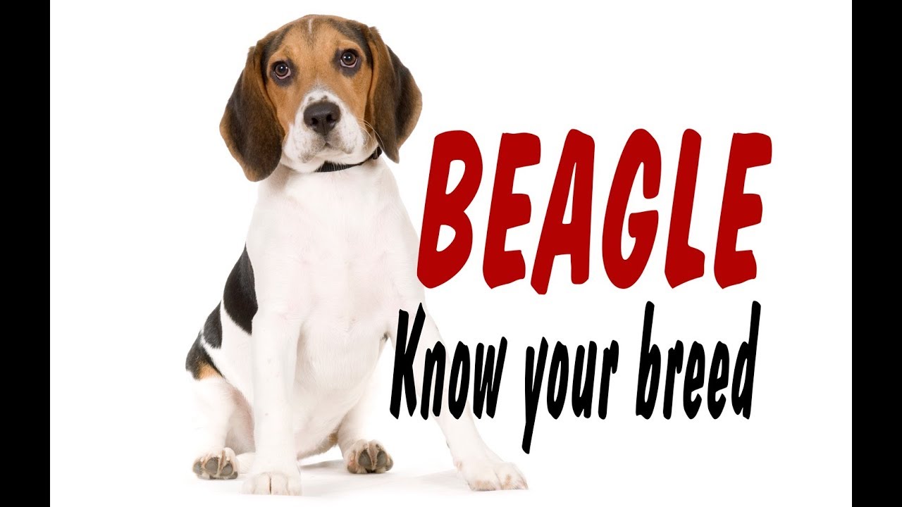 Beagle Know Your Breed Youtube