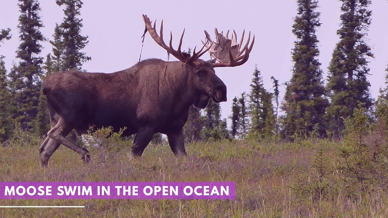 Moose Swim In The Open Ocean Youtube