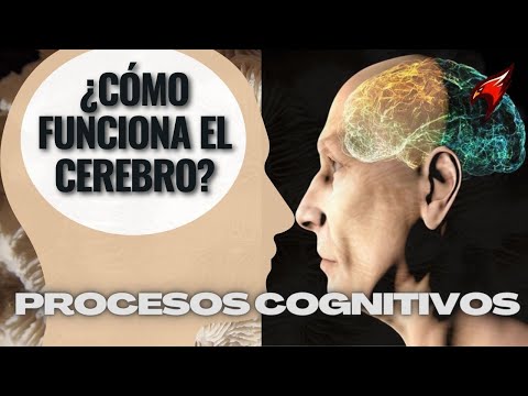 Entendiendo Los Procesos Cognitivos Transcript Chat And Summary