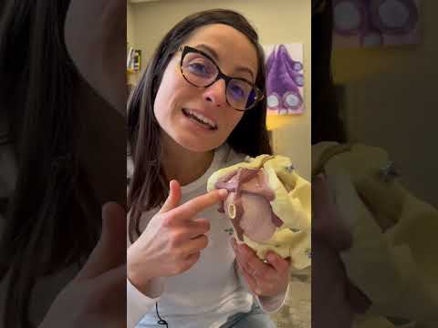 Better Orgasms Shorts Pelvicfloormuscles Orgasm Youtube