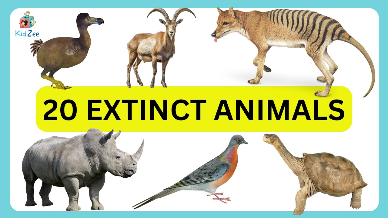 Extinct Animals Name Of 20 Extinct Animals Animals Extinct In 2024