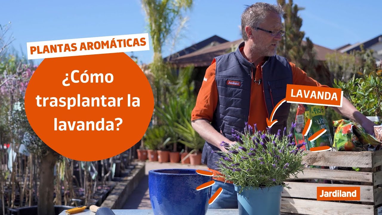 Cómo Trasplantar La Lavanda Youtube