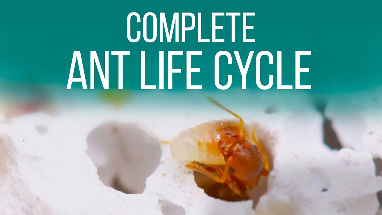 How Is An Ant Born Life Cycle Of Ants Documentary Youtube