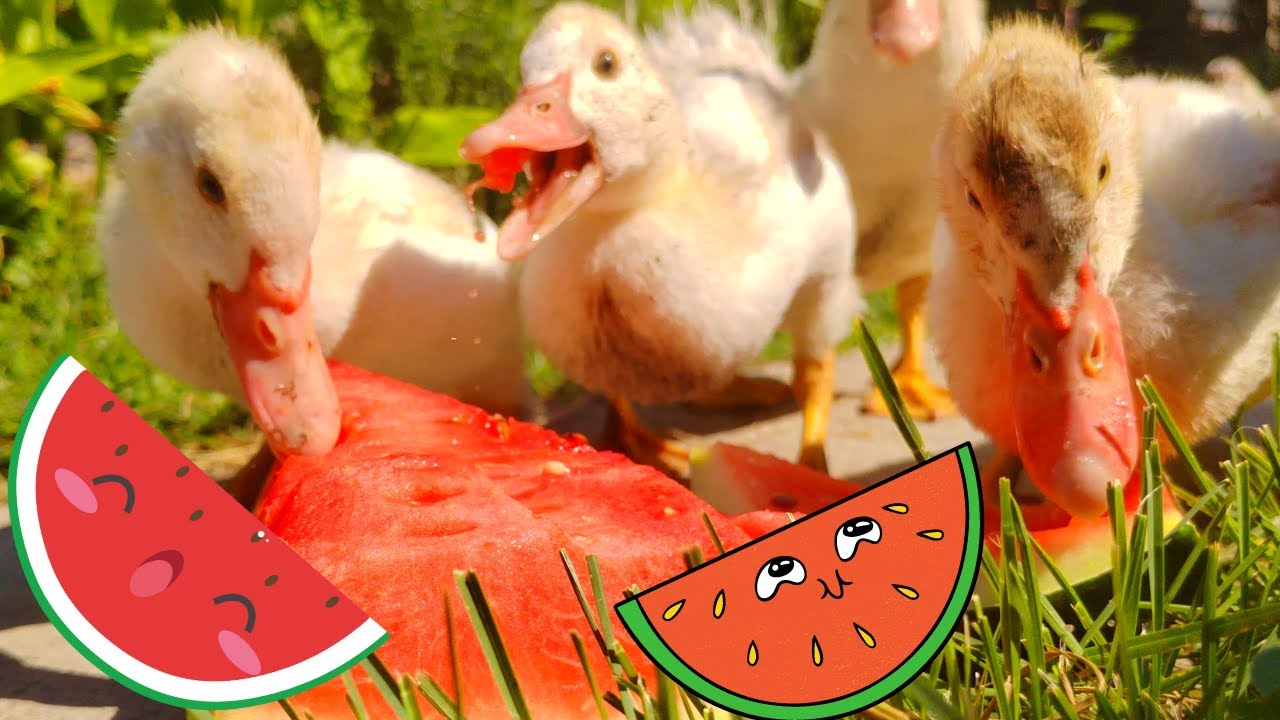 Do Ducklings Like Watermelon At Alan Darlington Blog