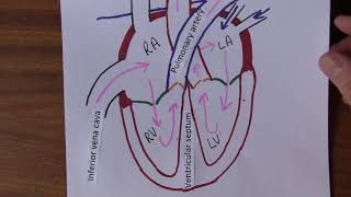 Fetal Circulation In Under 5 Minutes Dr John Campbell Mp3 Music & Mp4 ...