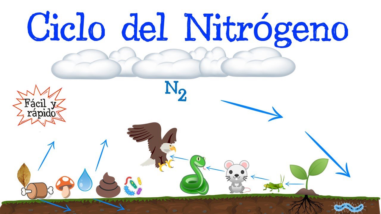 Nitrogeno