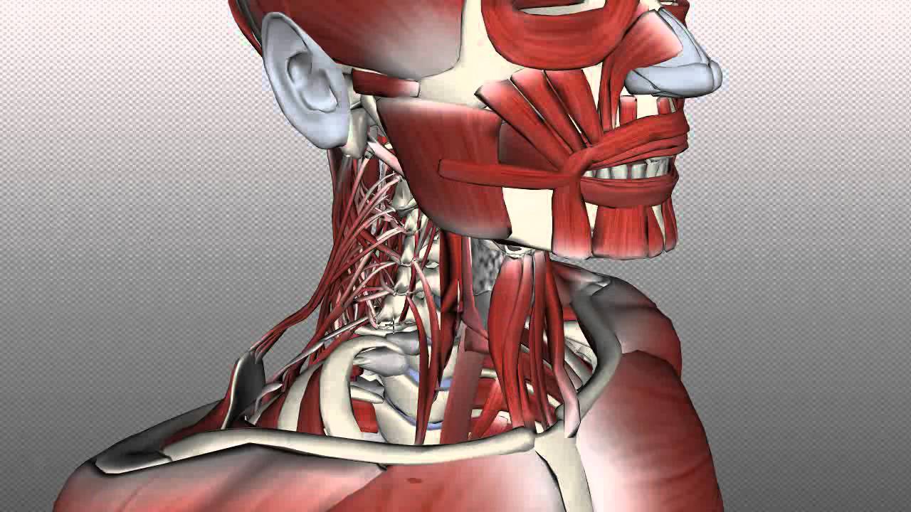 Cervical Muscle Anatomy Deep Neck Muscles Gray S Illustration