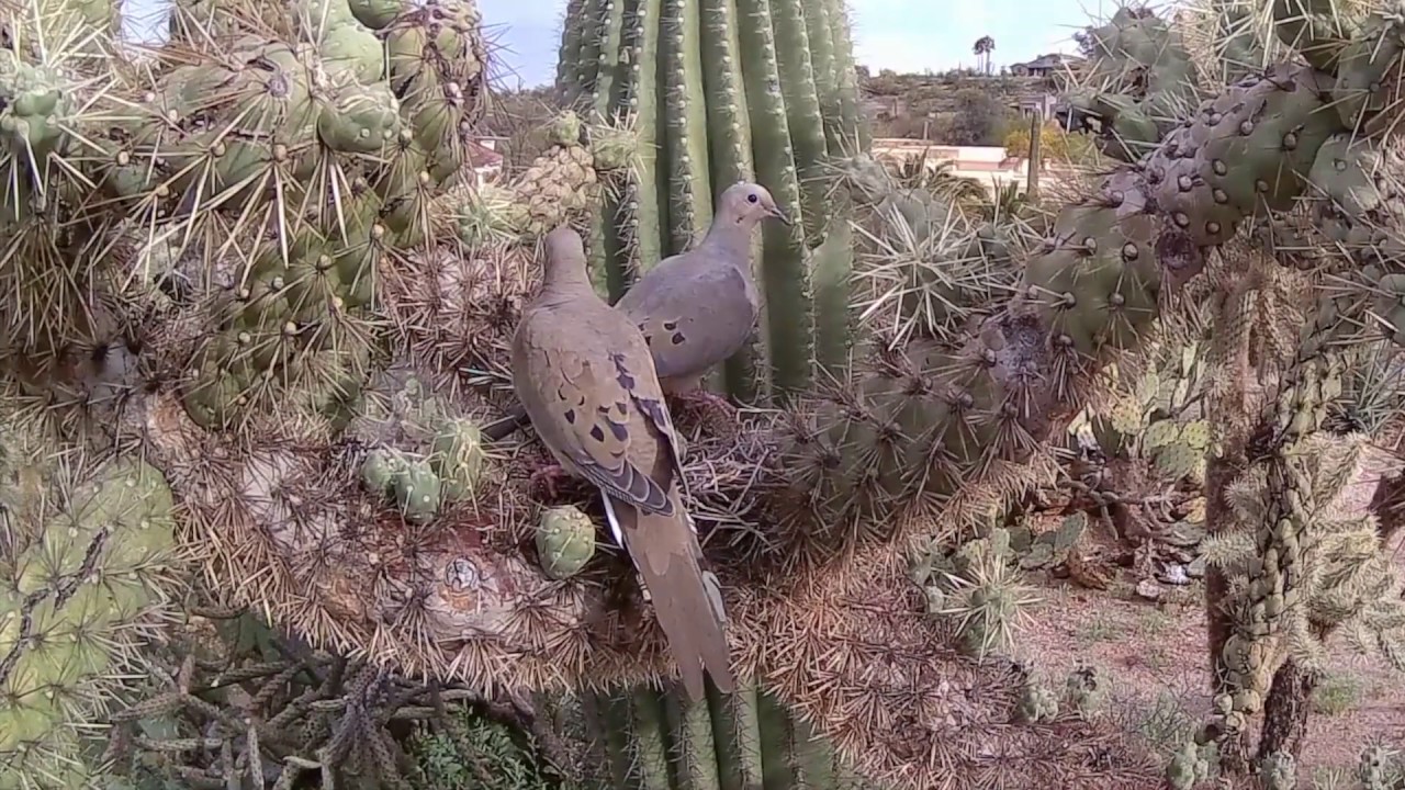 Mourning Doves Nest Youtube