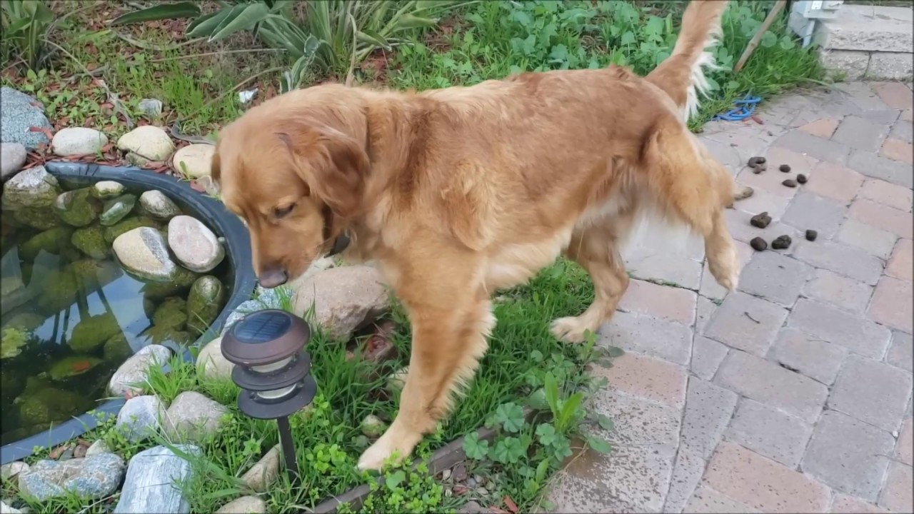 Best Dog Peeing Compilation Part 3 Buckeye Pee S Again Youtube