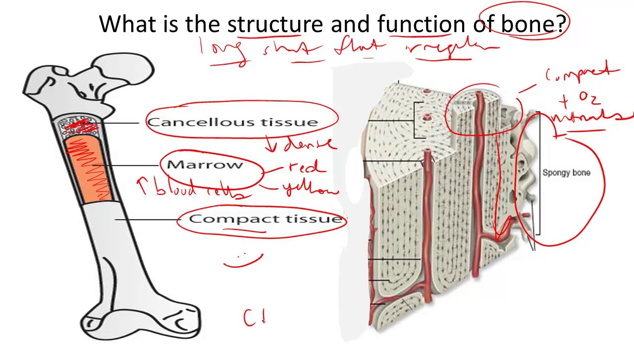 Bone Structure And Function Youtube