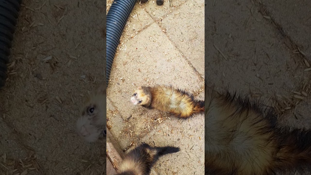 Ferrets Playing Youtube