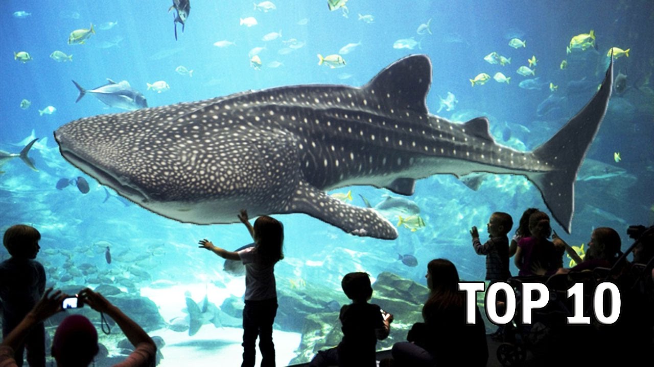 Riesiges Aquarium