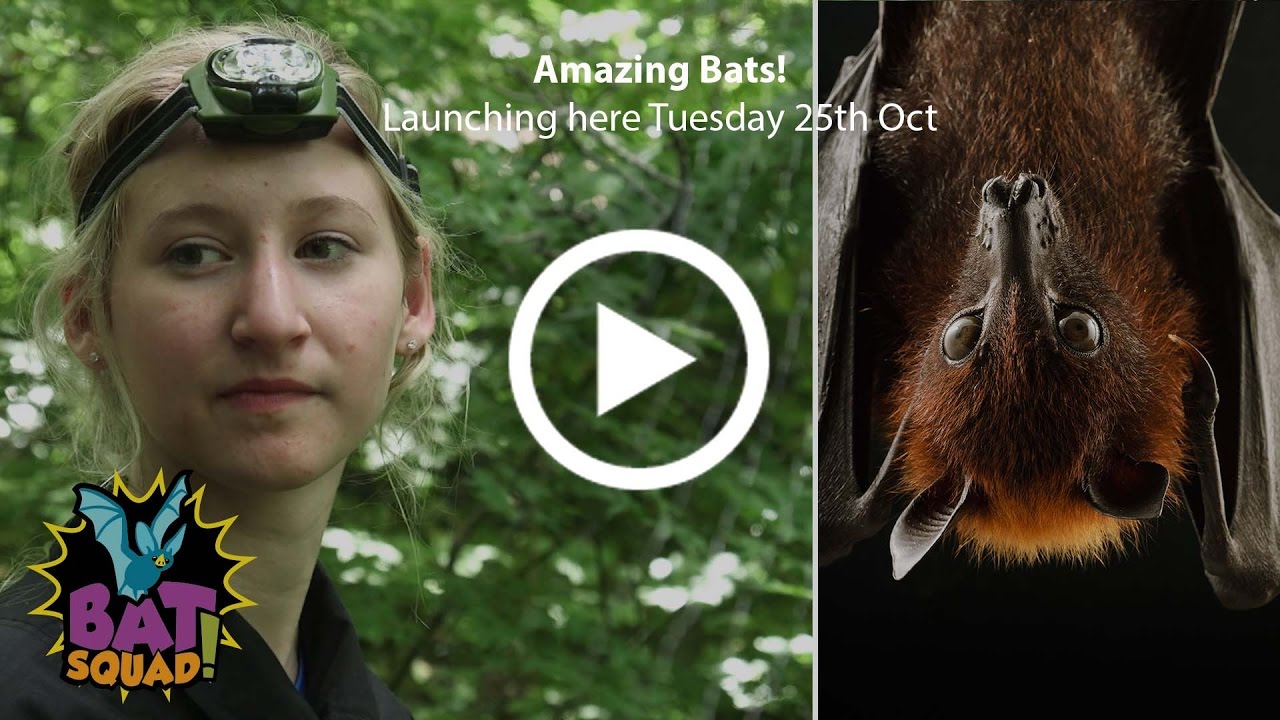 Bat Squad Amazing Bats Youtube