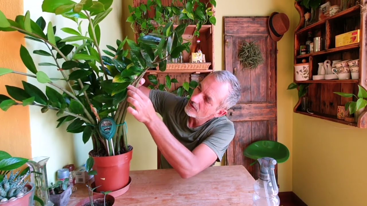 Pianta Di Padre Pio O Zamioculcas Come Curarla Youtube
