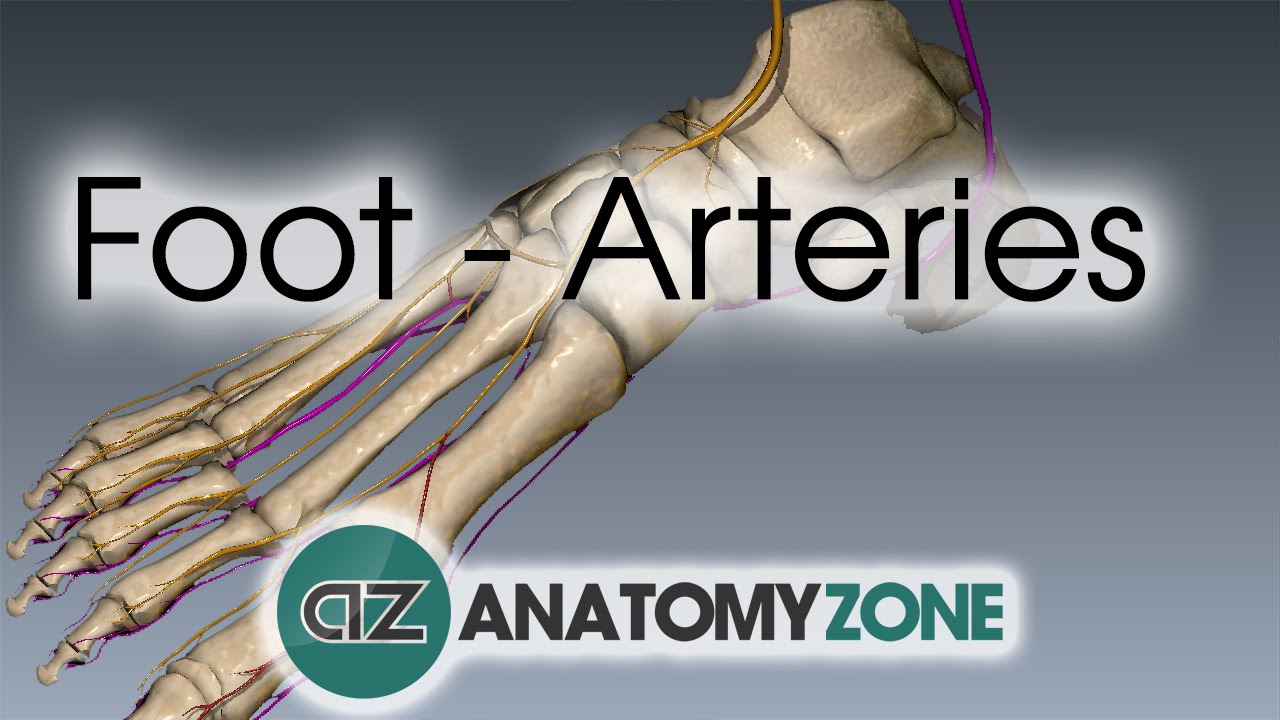Foot Arteries 3d Anatomy Tutorial Youtube