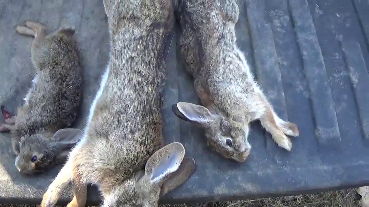 The Difference Between A Cottontail And A Swamp Rabbit Youtube