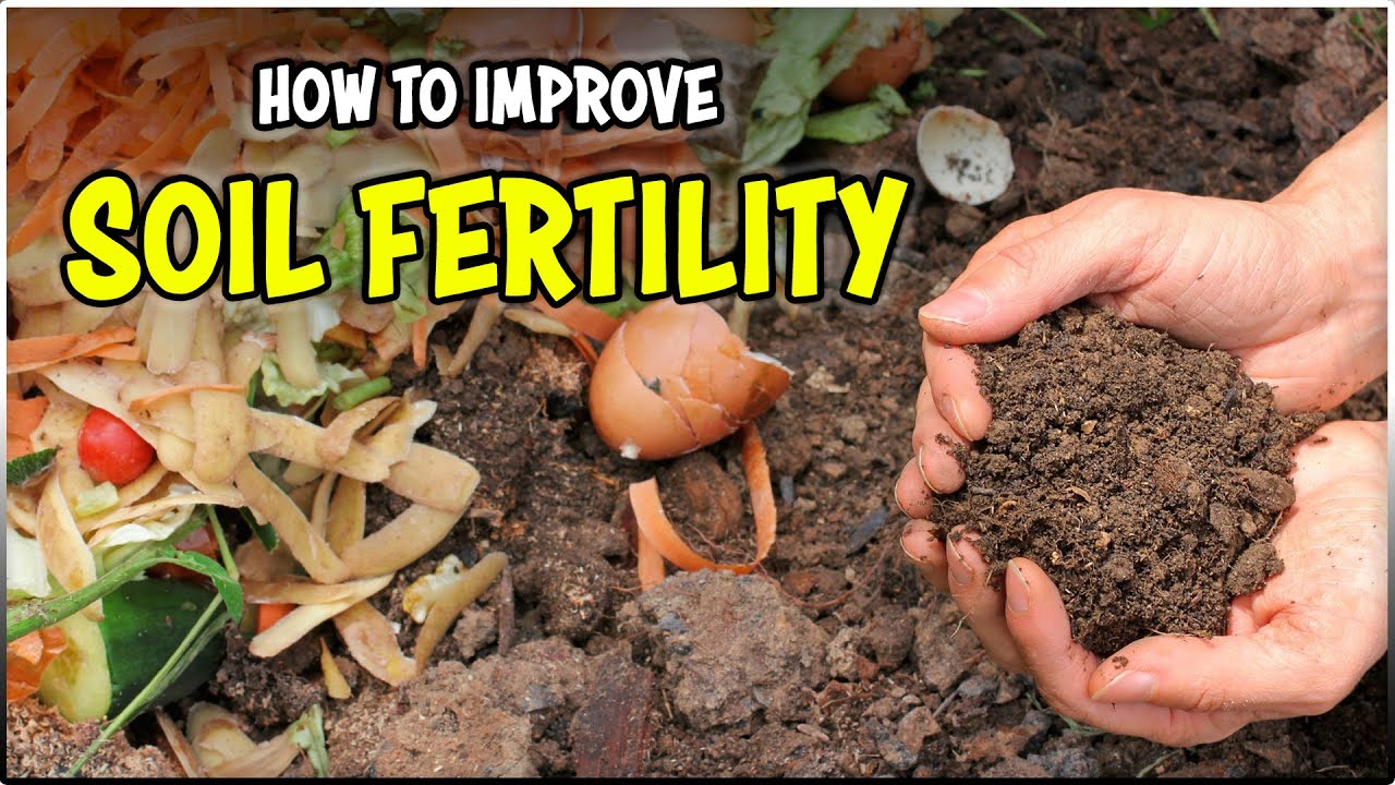 How To Improve Soil Health Soil Fertility Youtube