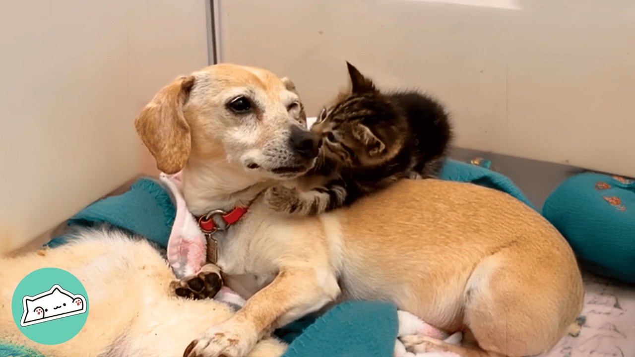 Tiny Dog Becomes A Mama To Dozens Of Rescue Kittens Cuddle Buddies
