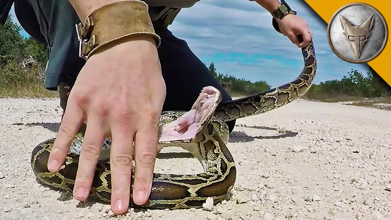 Python Bites And Strikes Youtube