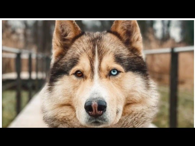 10 Strongest Dog Breeds In The World That Are Good Family 41 Off