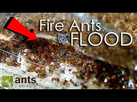 Fire Ants Vs Flood What Happens To Ants When It Rains Youtube