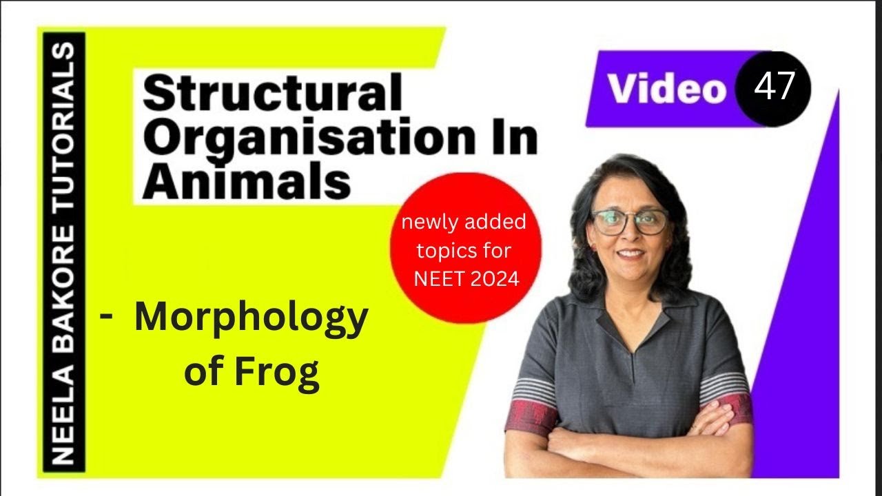 Morphology Of Frog Neet 2024 Neela Bakore Tutorials Youtube