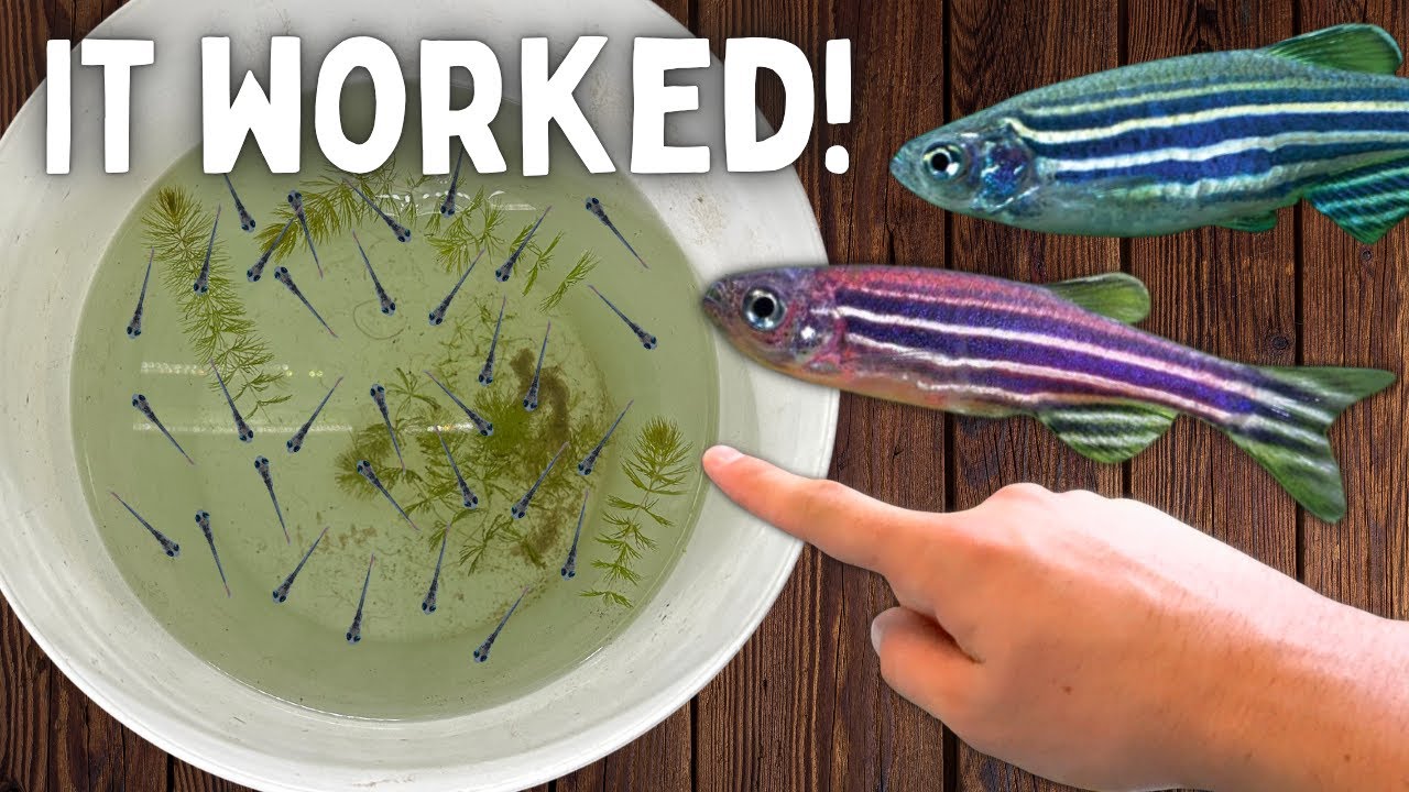 Breeding Danios In A Bucket Youtube