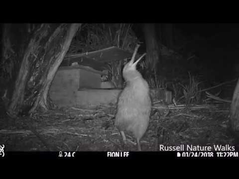Male Kiwi Calling Youtube