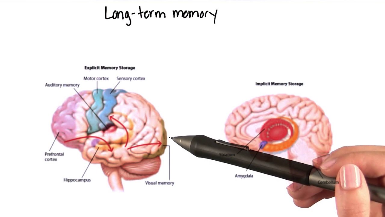 Long Term Memory Location In Brain