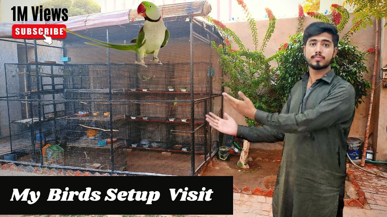 My Birds Setup ёяшн Zainbirdszone Youtube