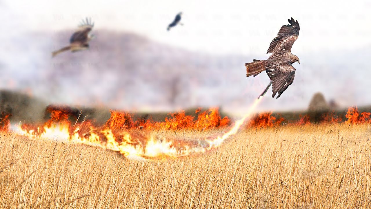 This Is How Birds Use Fire Youtube