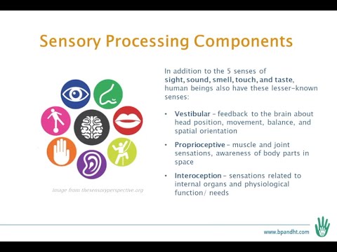 Sensory Processing 101 Webinar Youtube
