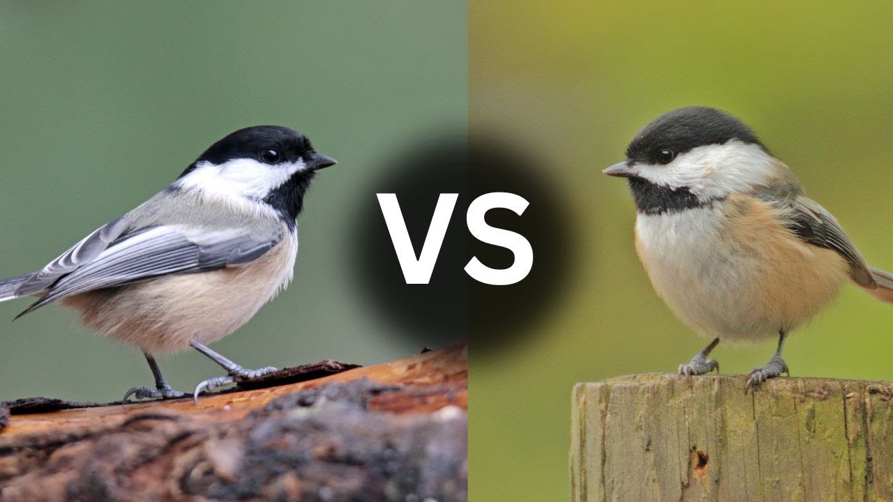 Most Birders Get This Wrong Black Capped Chickadee Vs Carolina
