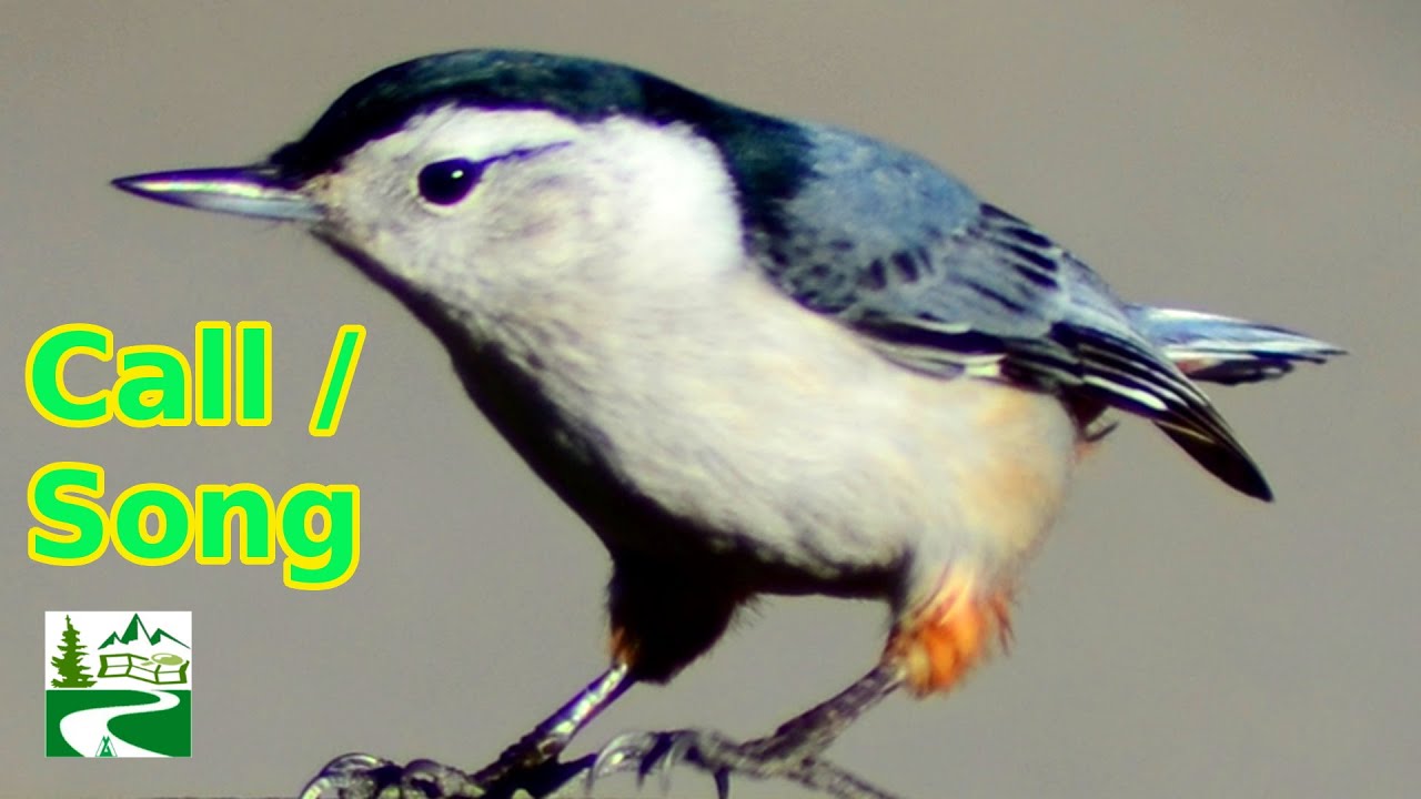 White Breasted Nuthatch Call Song Sound Bird Youtube