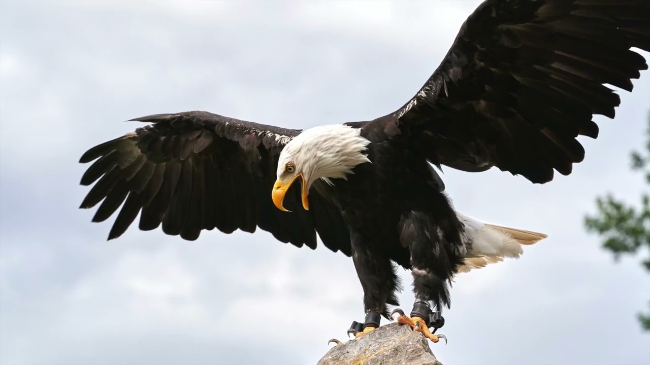 Eagle Youtube