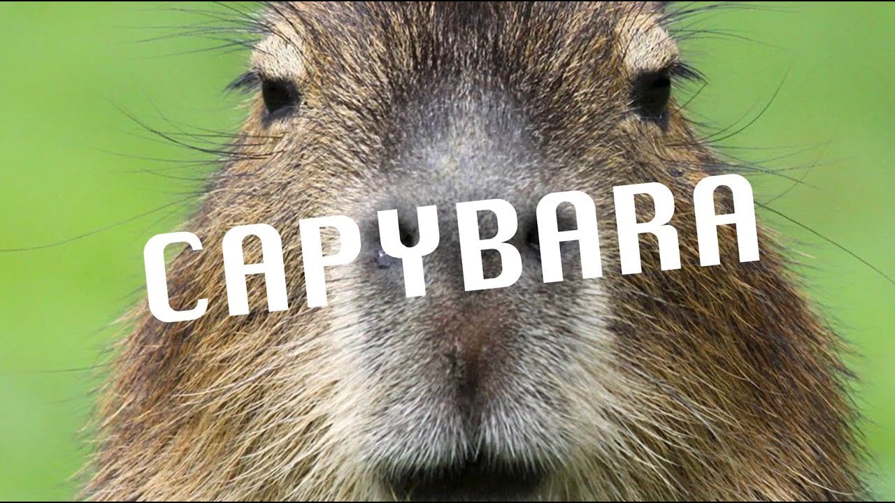 Capybara Lyric Video Youtube