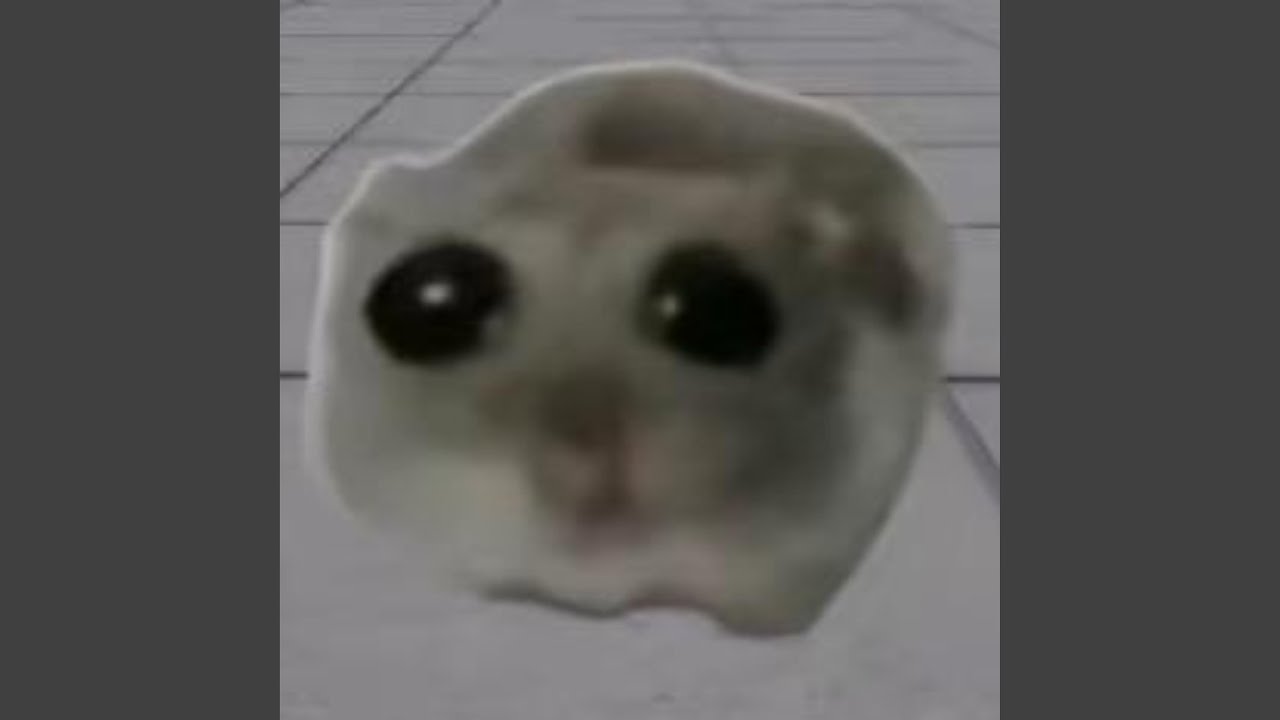 Sad Hamster Violin Meme Silly Puszek Song Lyrics Music Videos