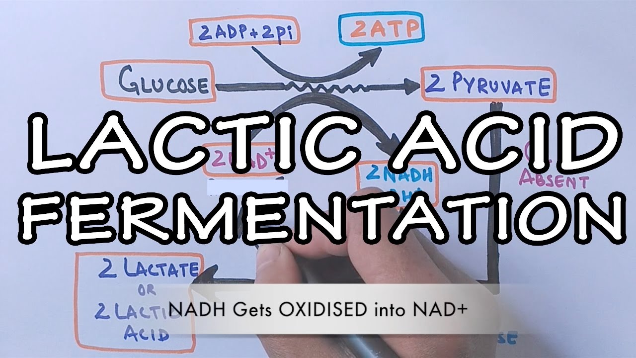 Lactic Acid Fermentation Equation