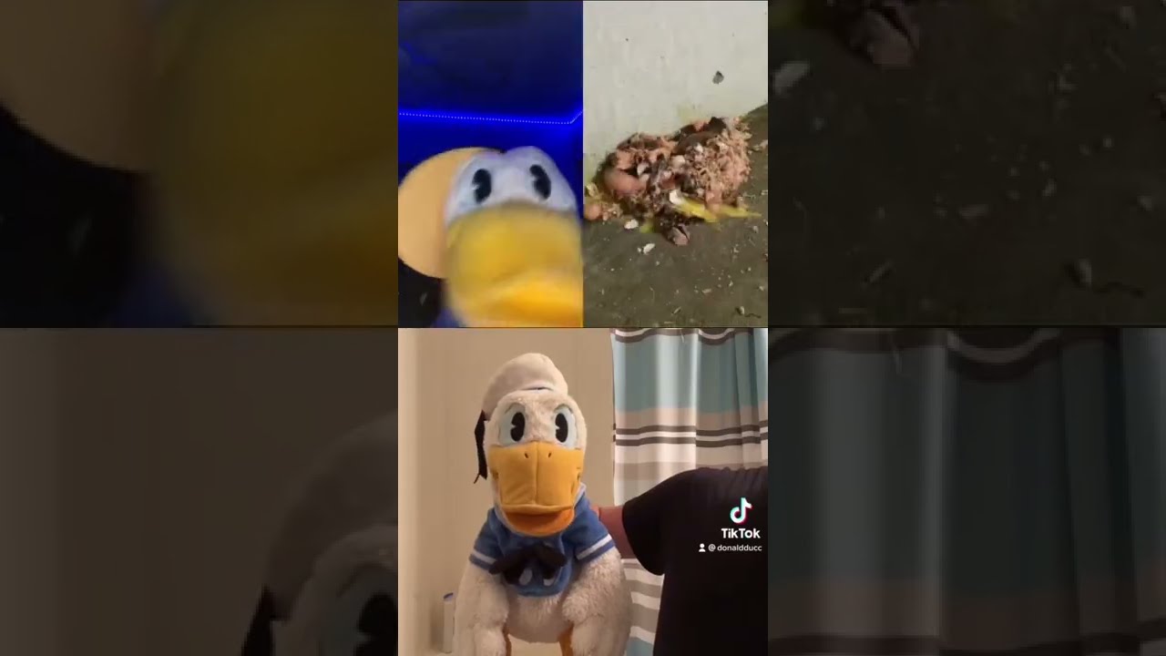 Donald Duck Is Upset With Donald Duck Shorts Youtube