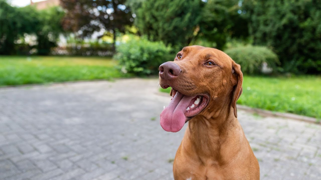 The Incredible Loyalty Of Dogs Uncovering Their Secret Youtube
