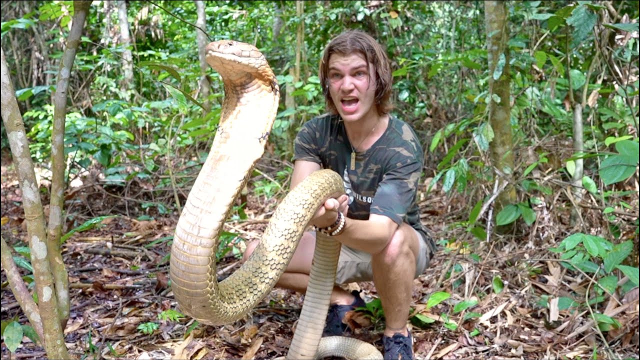 World Record King Cobra