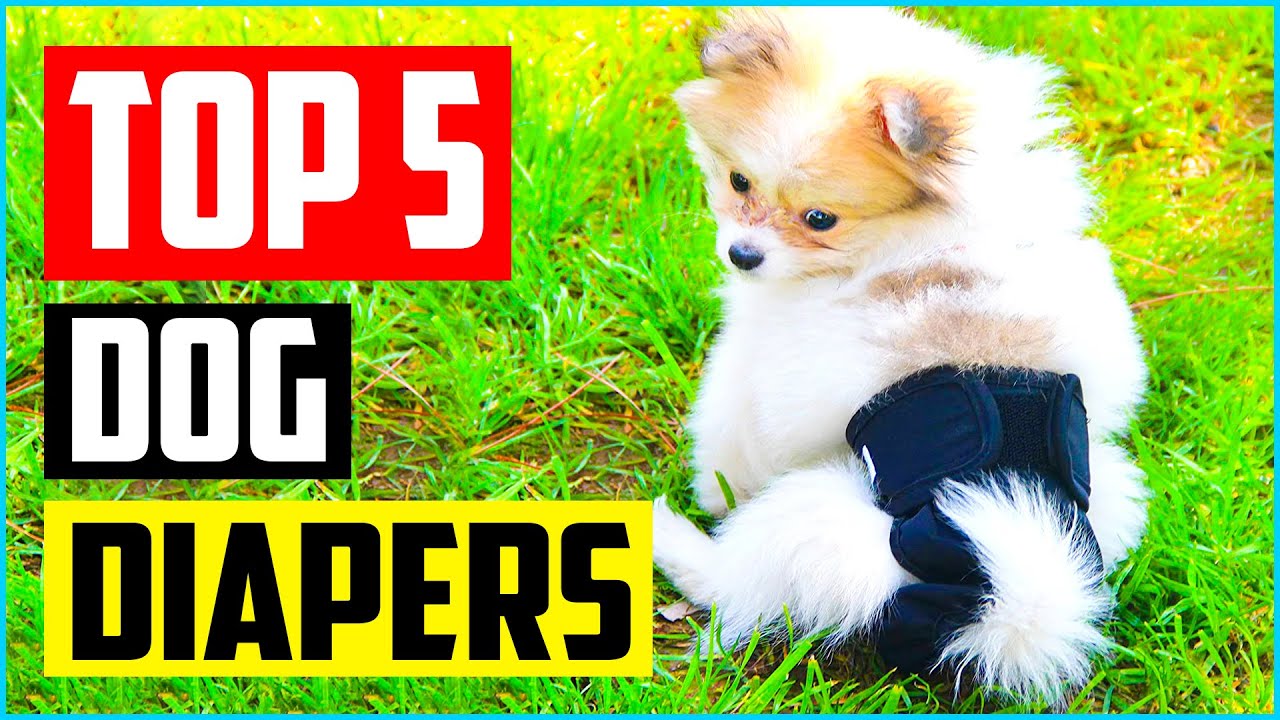 Large Dog Diapers For Poop At Andy Downey Blog