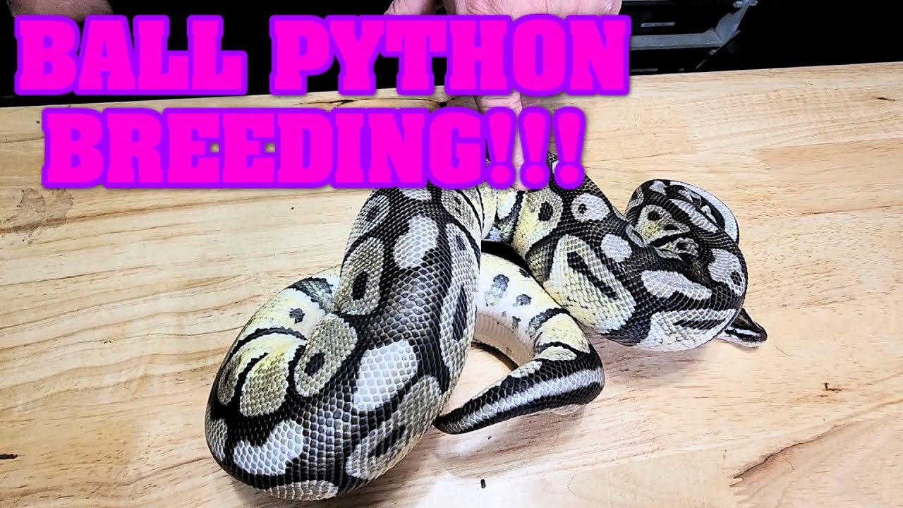 More Of Our Ball Python Pairings Which Is Your Favorite Youtube