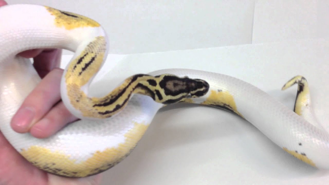 Morphs 101 Pastel Yb Pied Youtube