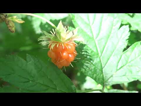 Rubus Spectabilis Rosaceae Salmonberry Youtube