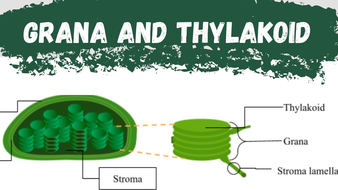 What Is The Difference Between Grana And Granum At Jamie Gibb Blog