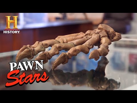 Pawn Stars Top Prehistoric Pawns 3 Old Rare Expensive Items