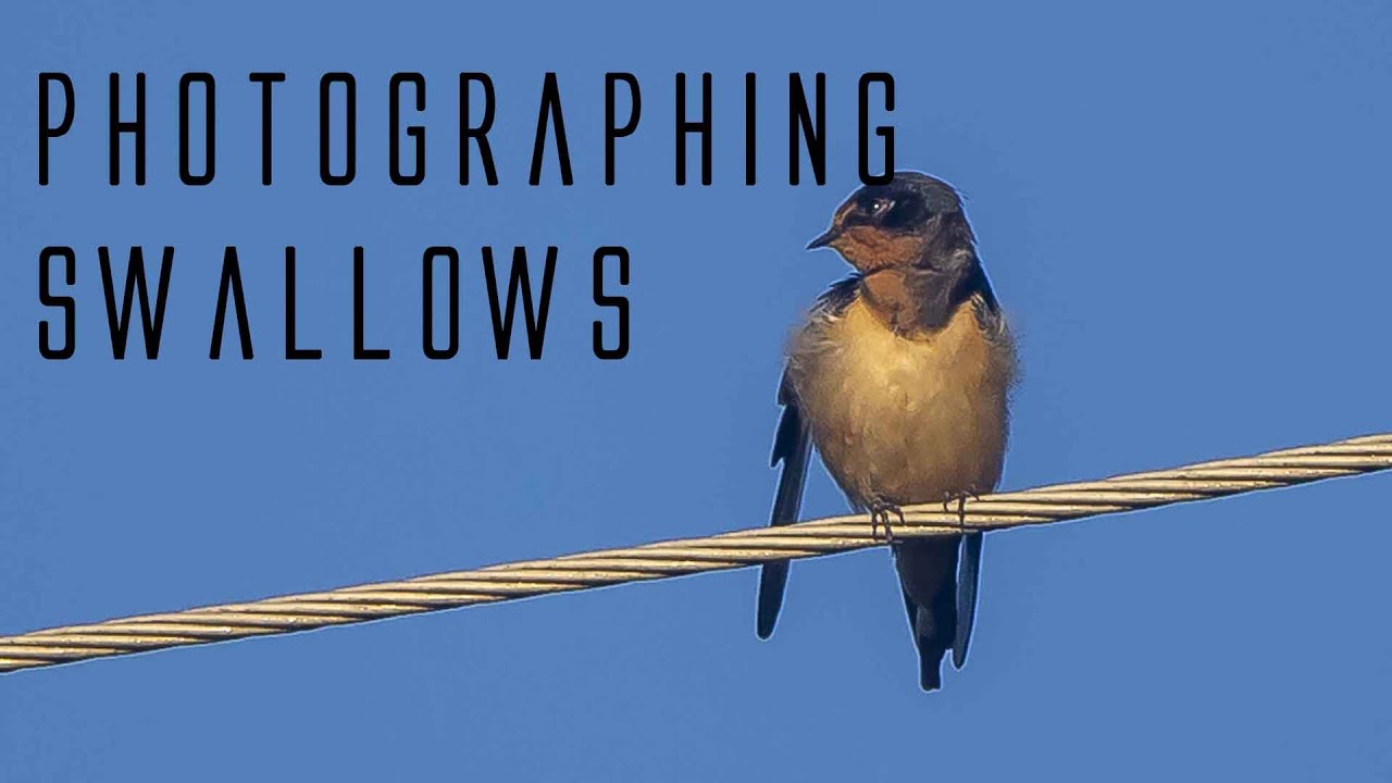 Swallow Youtube