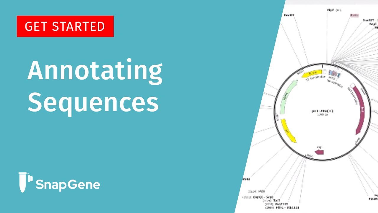 Getting Started Annotating Sequences With Snapgene Youtube